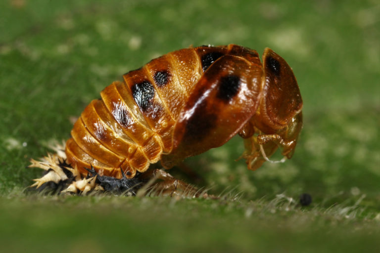 Organismos benéficos: Catarinas (Coccinellidae)