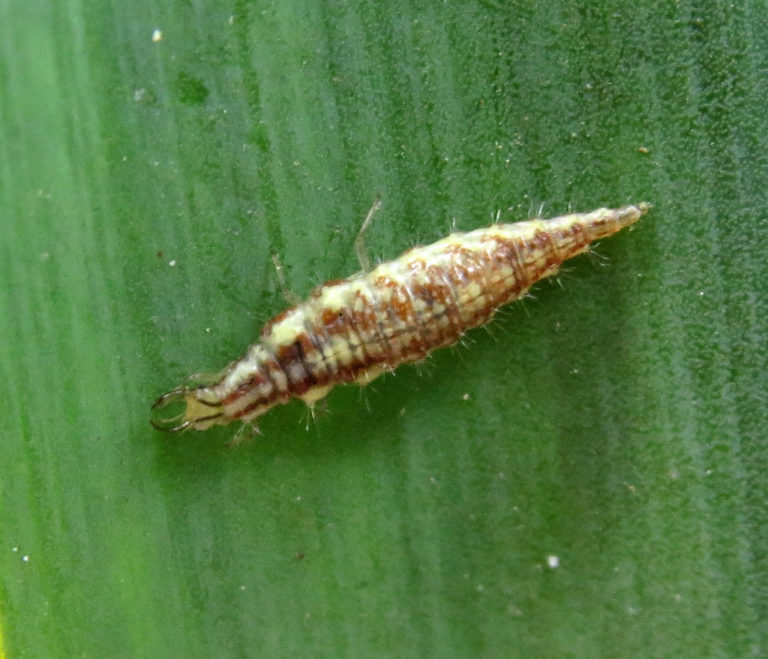 Agentes de control biológico: Chrysopidae