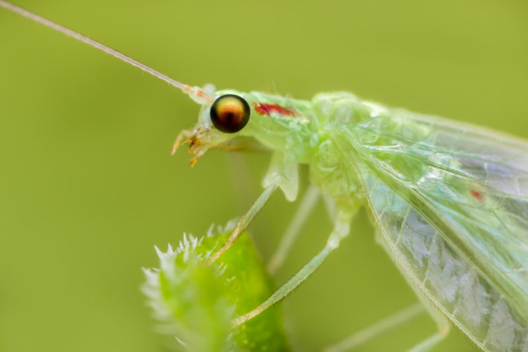 Agentes de control biológico: Chrysopidae