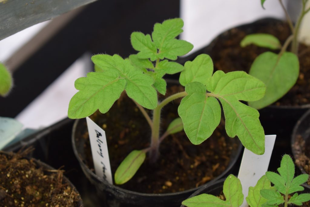 Fenología de las plantas