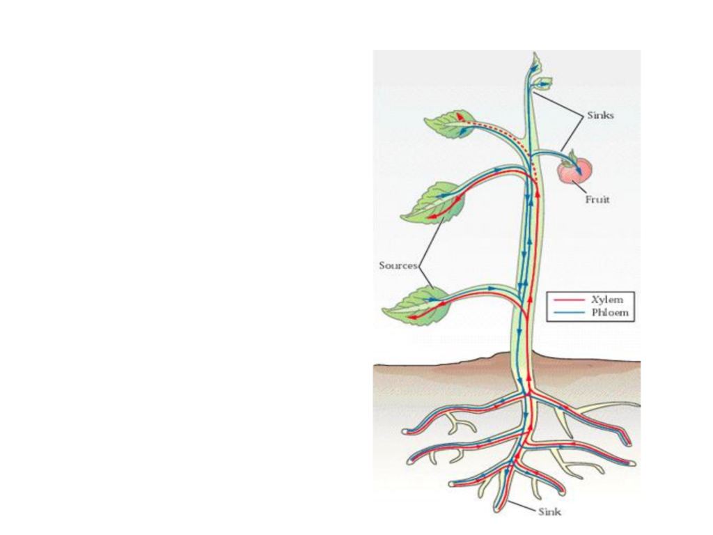 El floema y xilema – Fisiología Vegetal