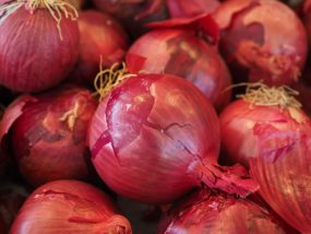 La cebolla (Allium cepa)