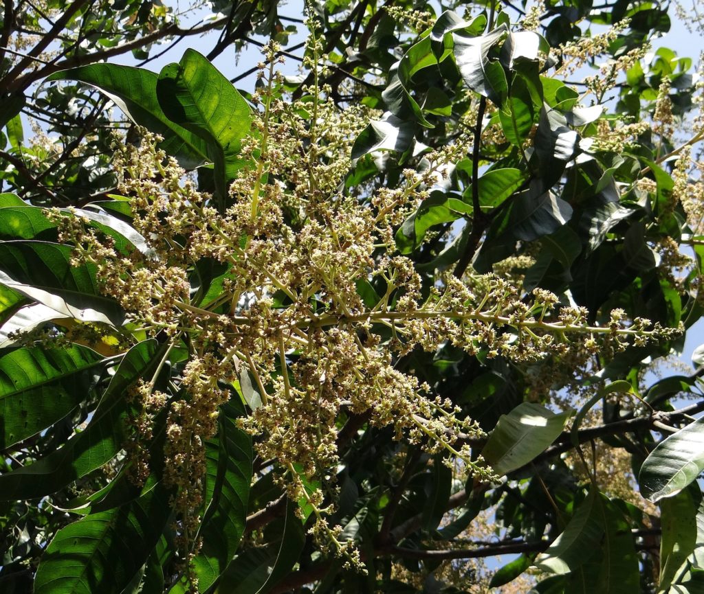 Cultivo de mango (Mangifera indica L.)