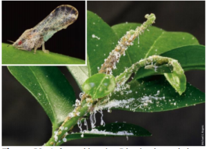 Psílido asiático de los cítricos (Diaphorina citri)