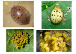 Conchuela del frijol (Epilachna varivestis)