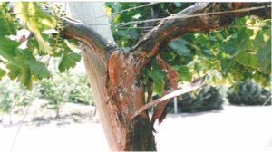 Cochinilla algodonosa de la vid (Planococcus ficus S)