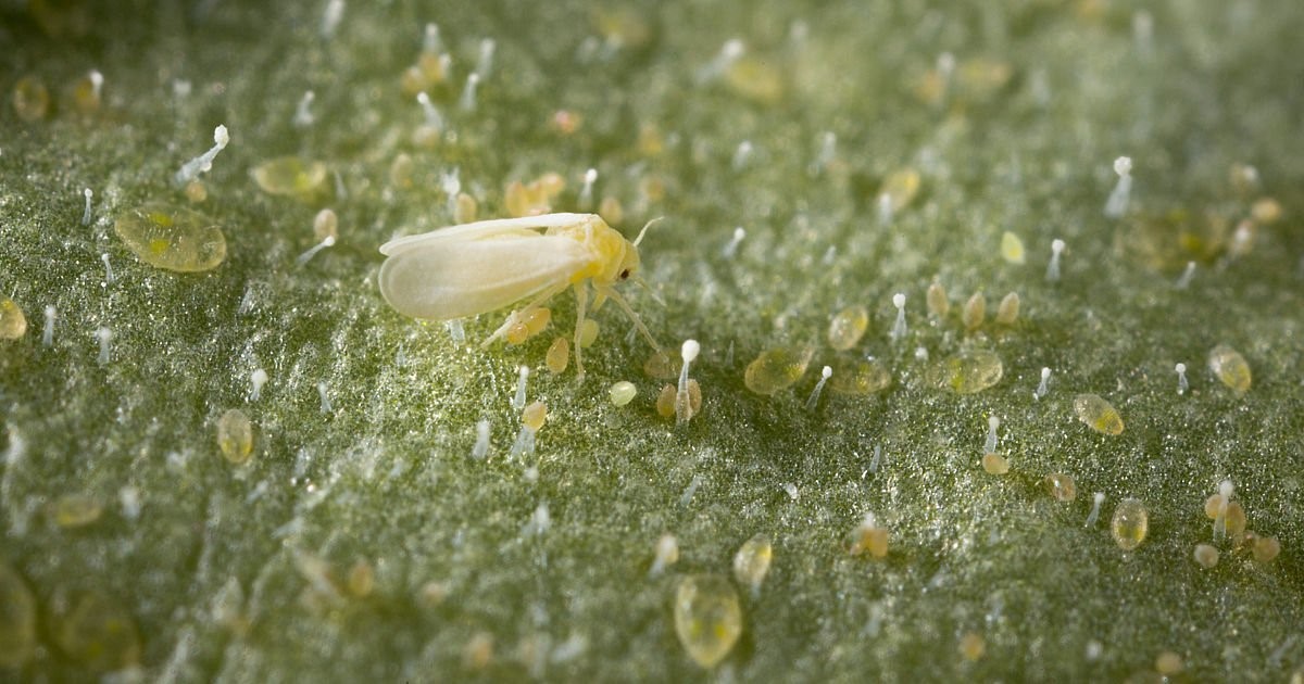 Mosca blanca (Bemisia tabaci Gennadius)
