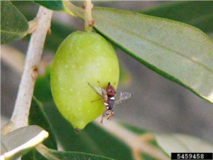 Mosca del olivo (Bactrocera oleae Gmelin)