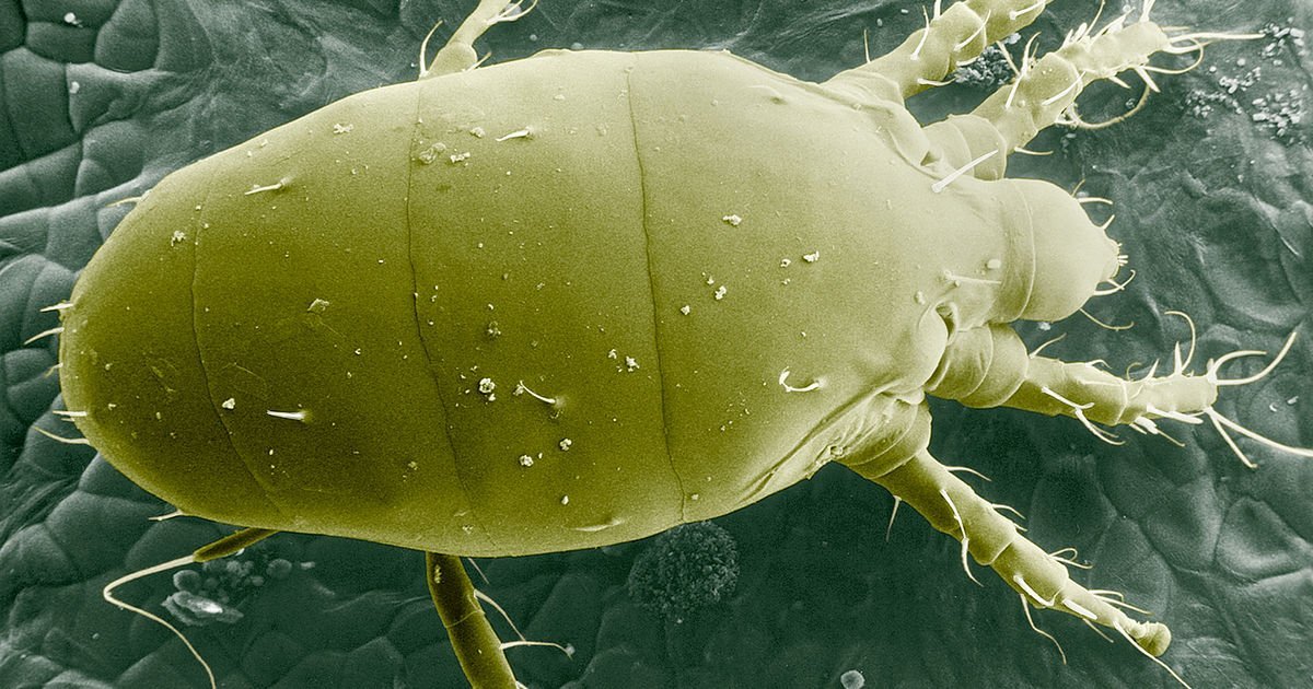 Ácaro blanco (Polyphagotarsonemus latus Banks)