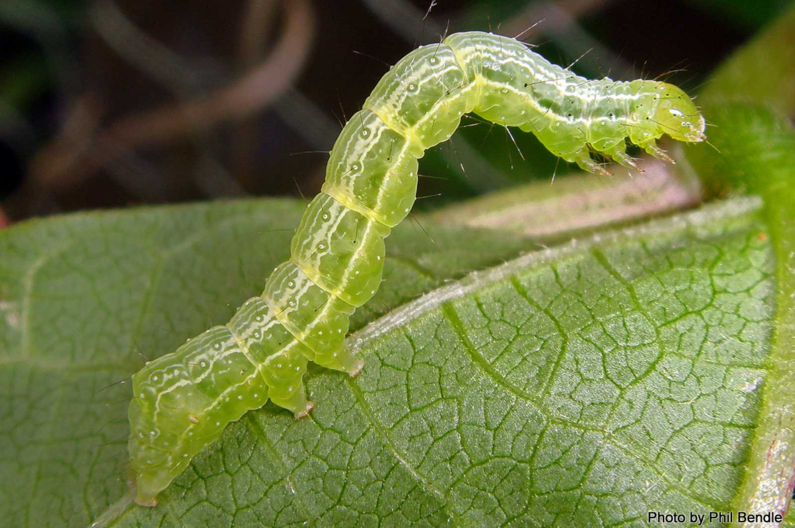 Falso medidor de la col (Trichoplusia ni Hübner)