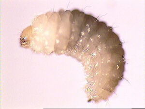 Broca del café (Hypothenemus hampei Ferrari)