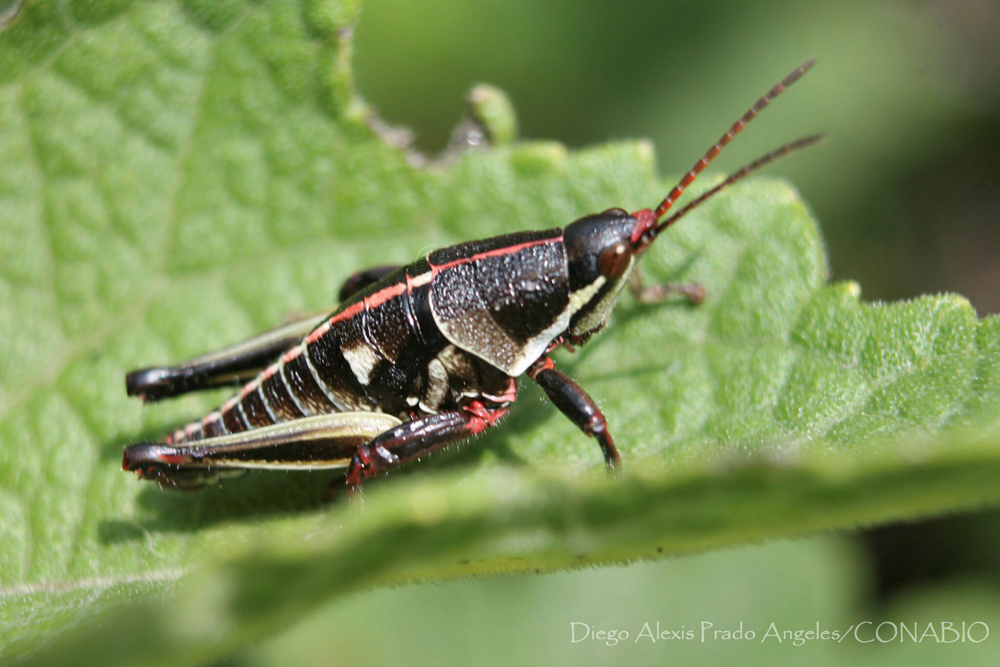 Chapulín (Sphenarium purpurascens Charpentier)