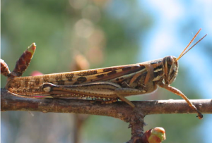 Plagas: Ortópteros