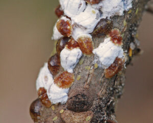 Escama de nieve (Unaspis citri Comstock)