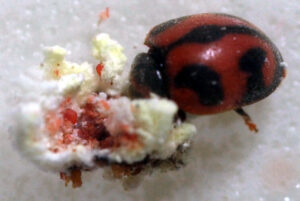 Insectos benéficos: Rodolia cardinalis Mulsant