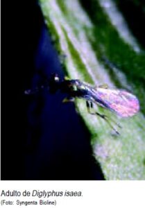 Insectos benéficos: Diglyphus isaea Walker