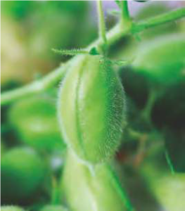 Cultivo de garbanzo en México