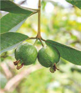 Cultivo de guayaba en México