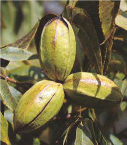 Cultivo de nuez en México