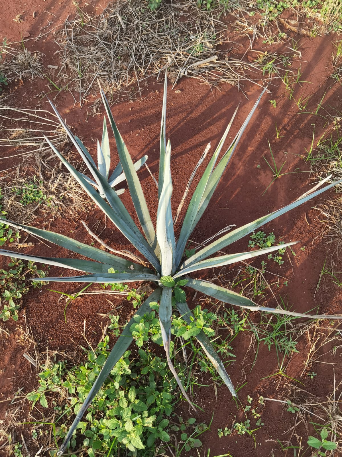 Cultivo: Agave