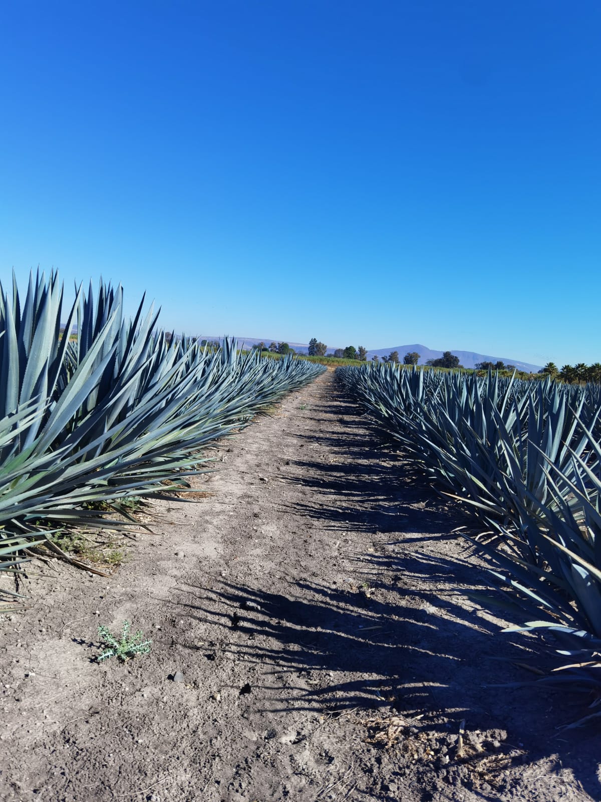 Fertilización en el cultivo de agave azul (Agave tequilana Weber)